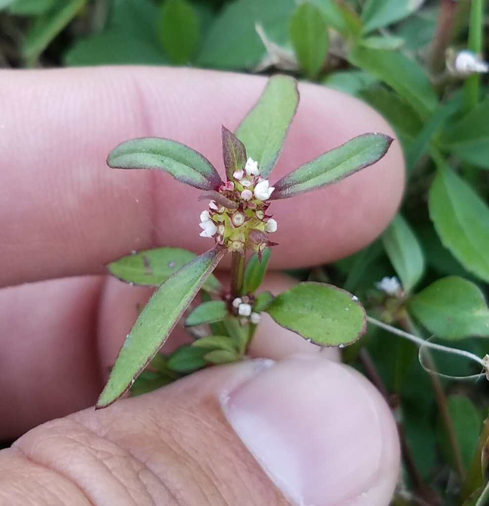 Spermacoce keyensis from Westchester, FL, USA on January 21, 2021 at 04 ...