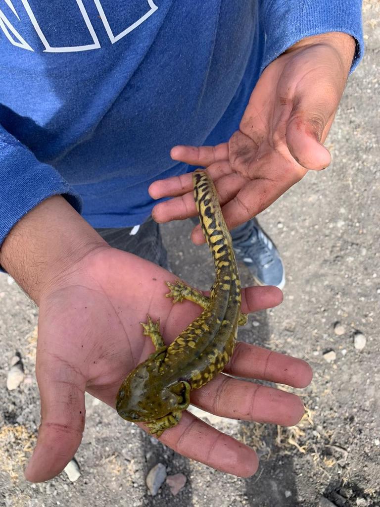 Mexican Tiger Salamander from Tequixquiac, Méx., México on September 08 ...