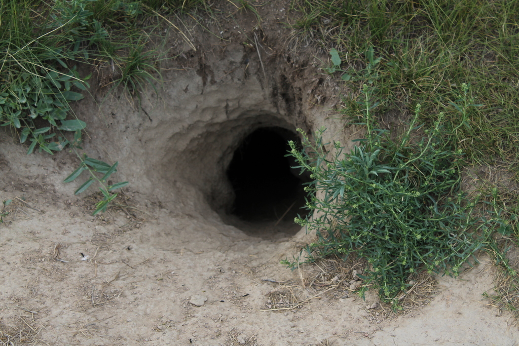 Tarbagan Marmot (Marmota sibirica) - Know Your Mammals