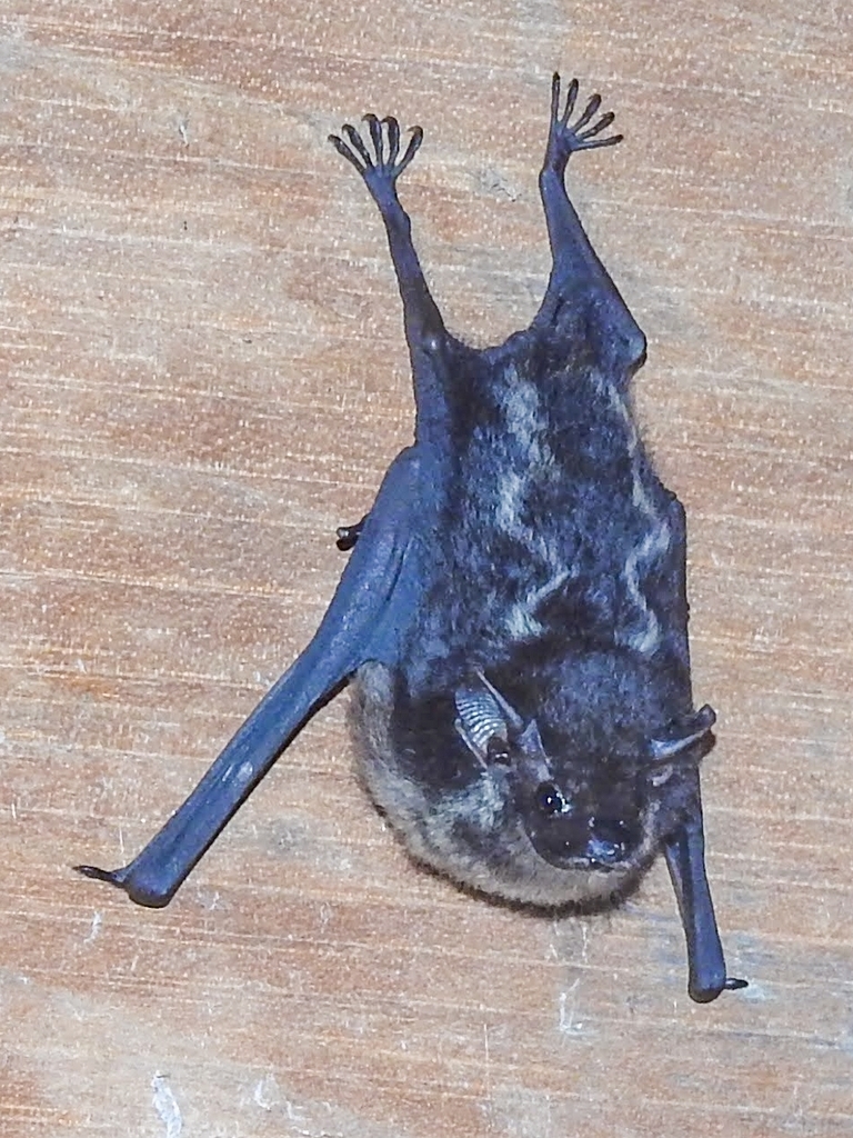 Murciélago rayado mayor (Catalogo La mancha ) · iNaturalist