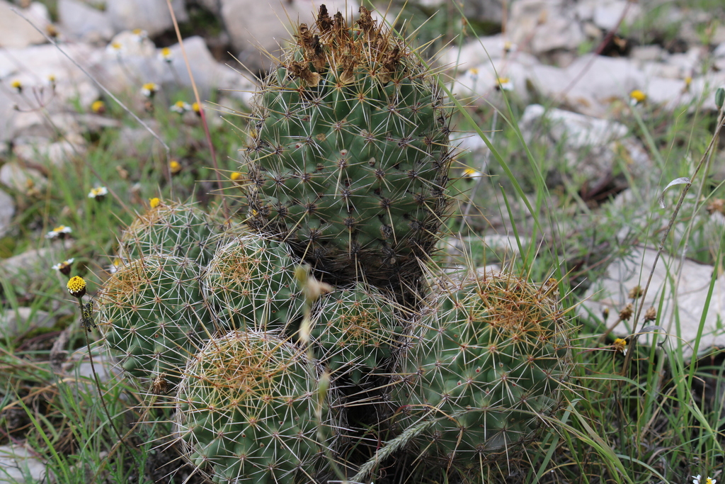 Coryphantha octacantha from Apaxco, Méx., México on August 30, 2020 at ...