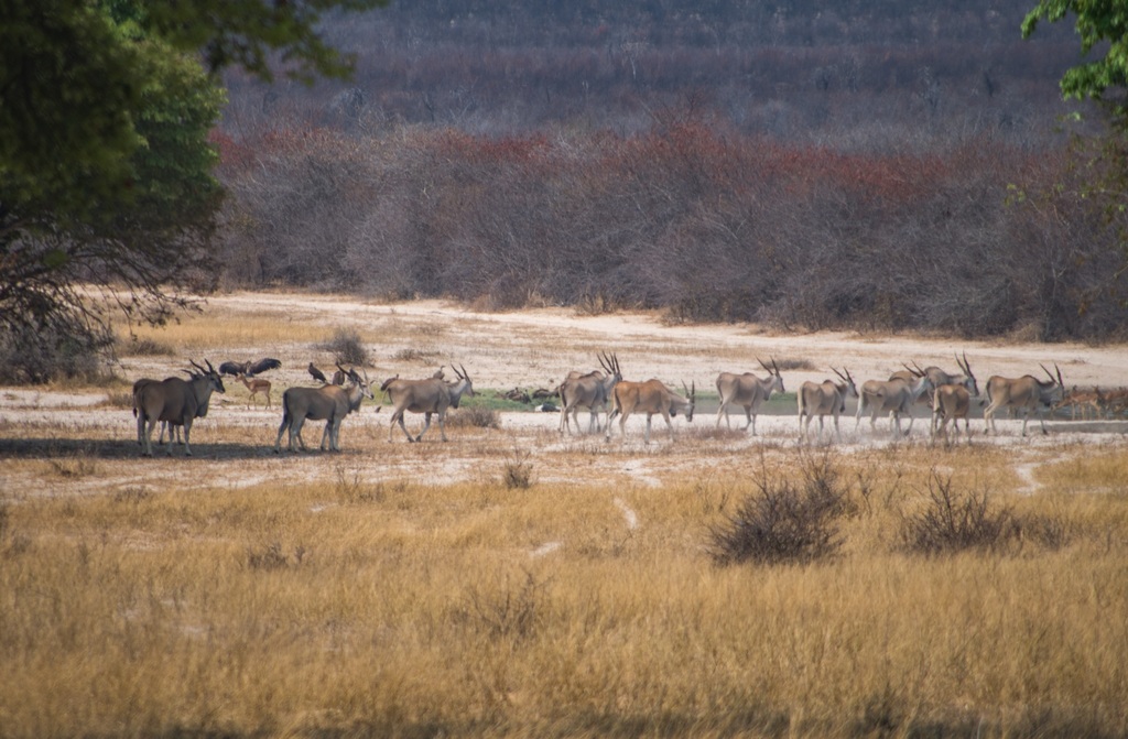 Common Eland from Quipungo, Angola on September 16, 2017 at 10:27 AM by ...
