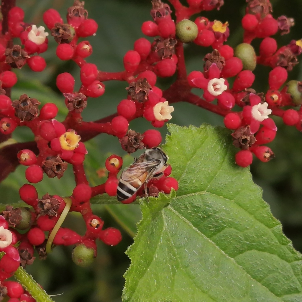 Red Dwarf Honey Bee from Sembawang, Singapore on January 22, 2021 at 12 ...