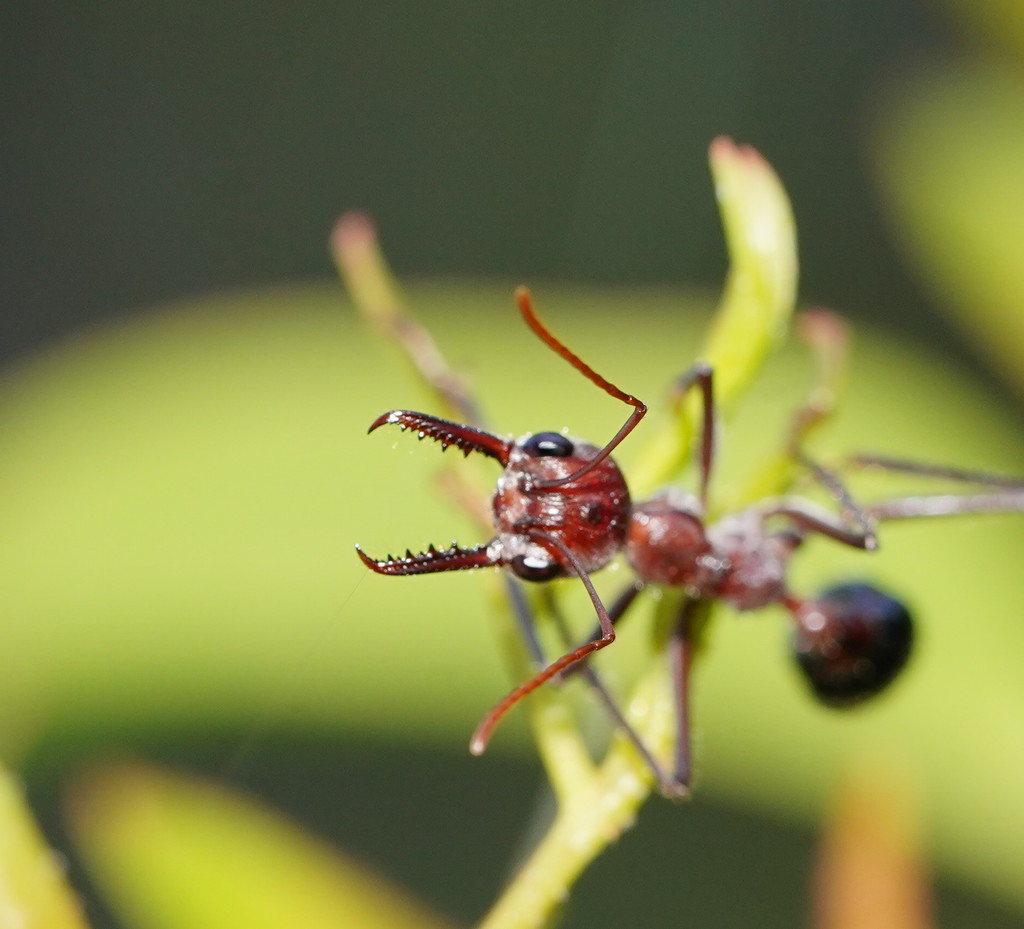 Australian Red Bull Ant from Little River, Bemm River VIC 3889 ...