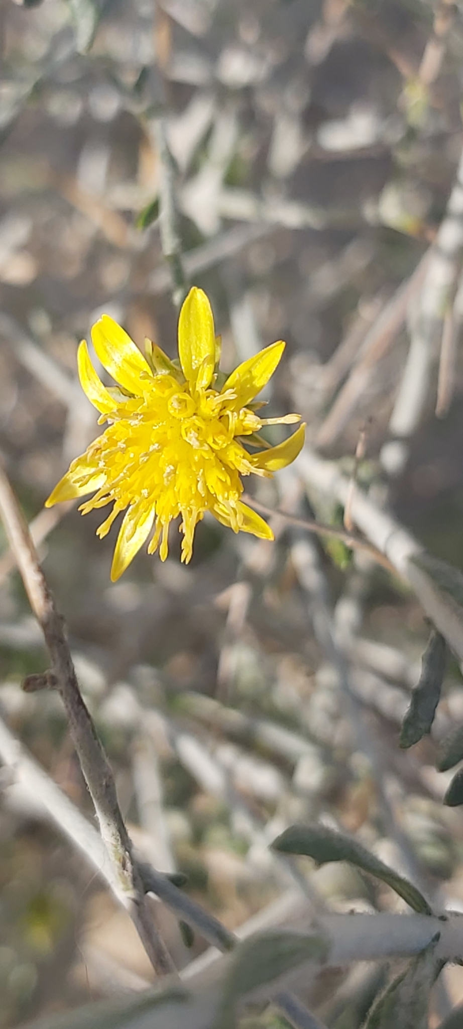 Rhanterium epapposum Oliv.