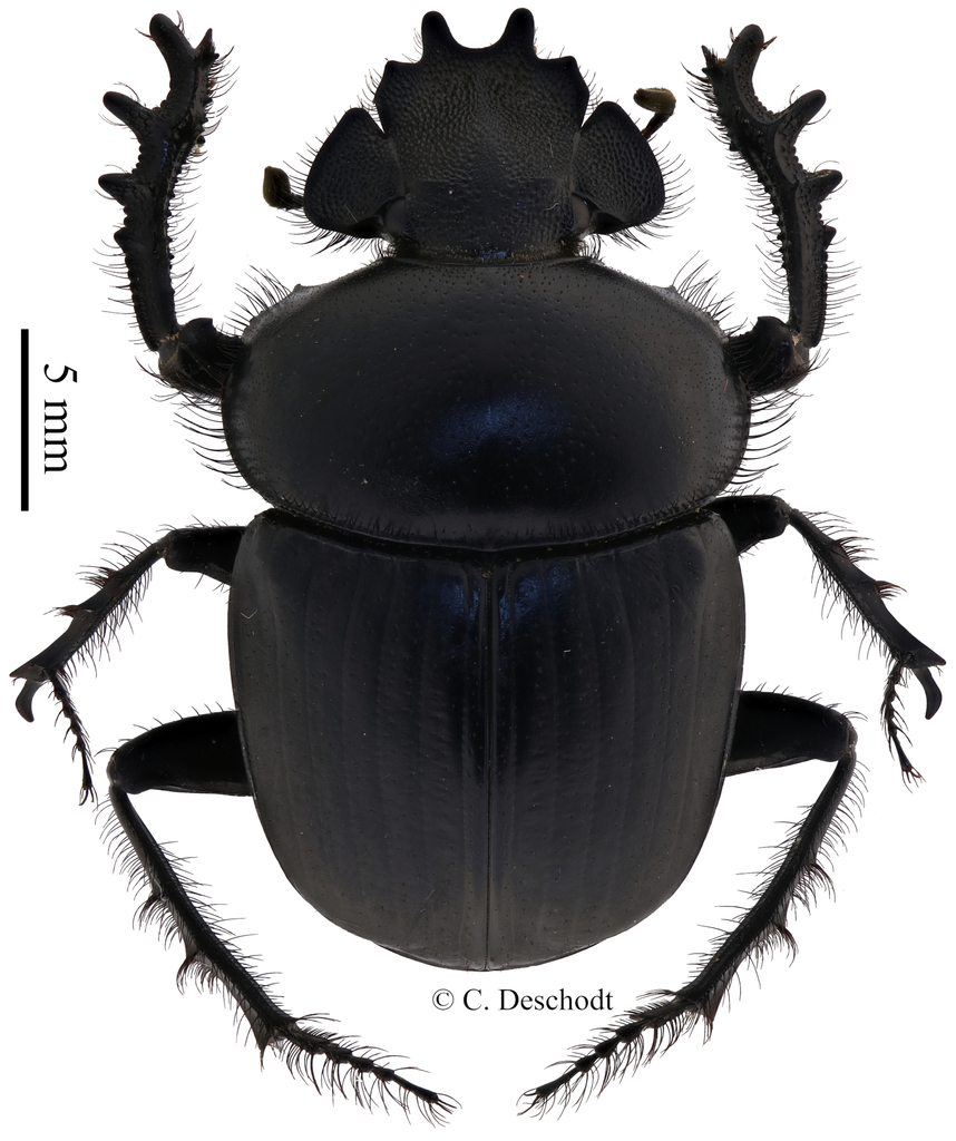 Scarabaeus galenus from Guernsey Rd, South Africa on January 13, 2021 ...