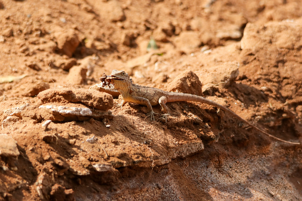 Htunwin's Forest Lizard from 3rd Street, Mandalay, MM on January 19 ...