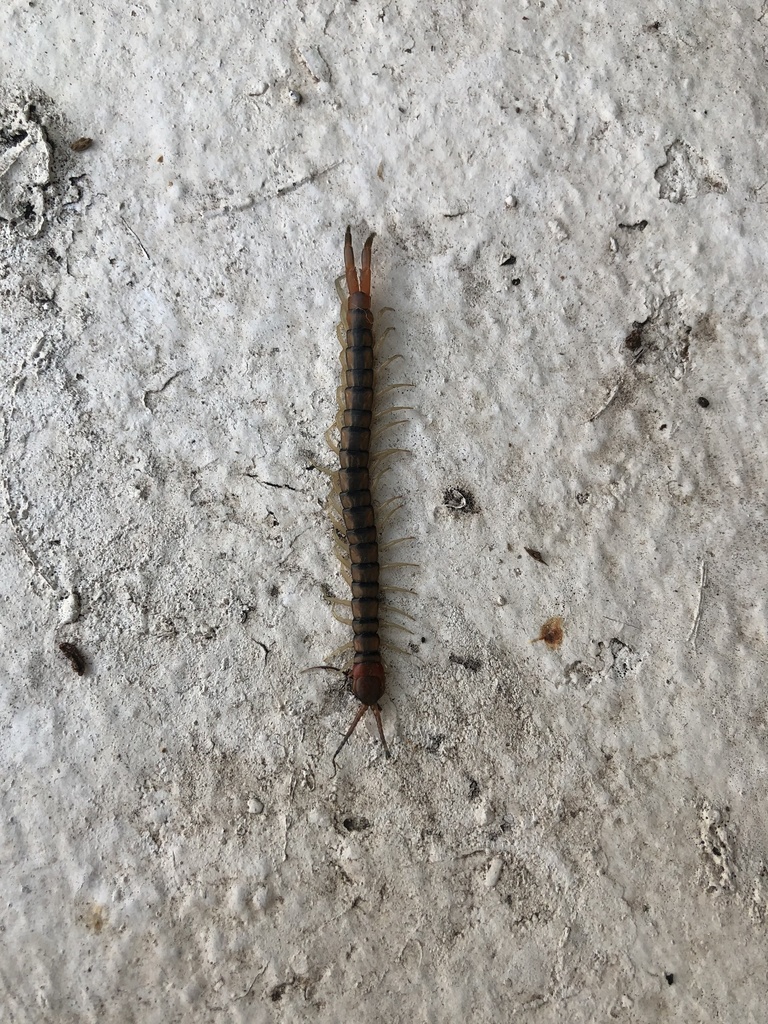 Pacific Giant Centipede from Saint Croix, Christiansted, United States ...