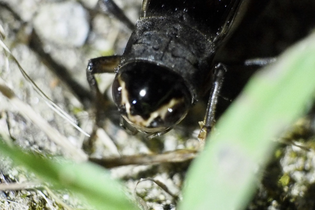 黄脸油葫芦 (Japanese wiki pets) · iNaturalist