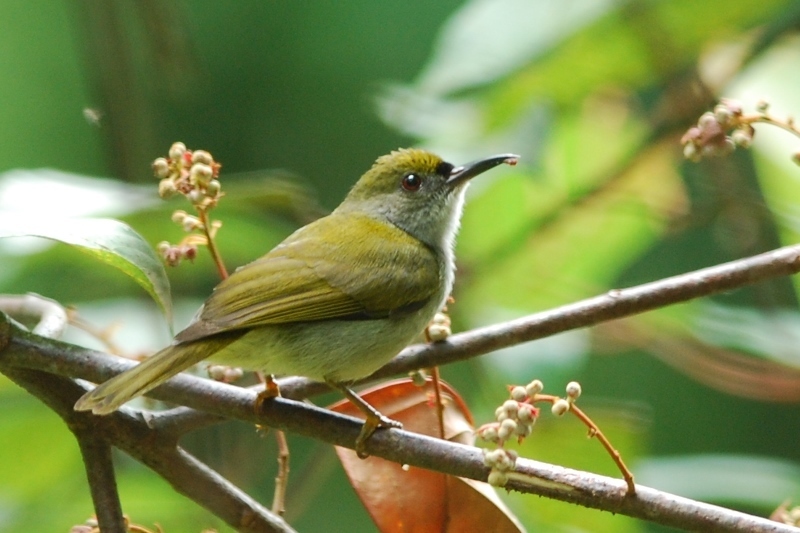 Plain Sunbird (Birds of Singapore) · iNaturalist