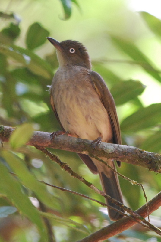 Cream-vented Bulbul (Birds of Singapore) · iNaturalist