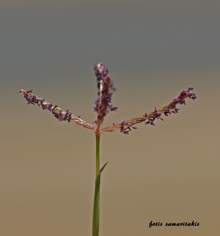 Bermuda grass (NatCarbon EC Plant Guide) · iNaturalist