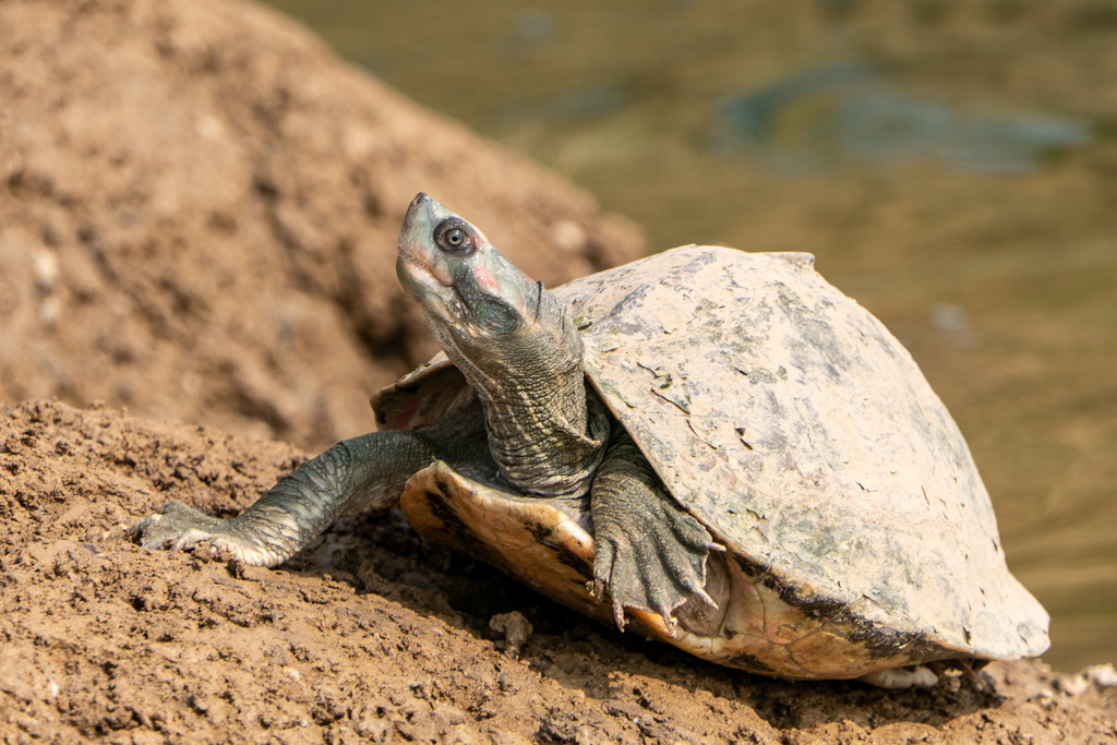 Indian Tent Turtle