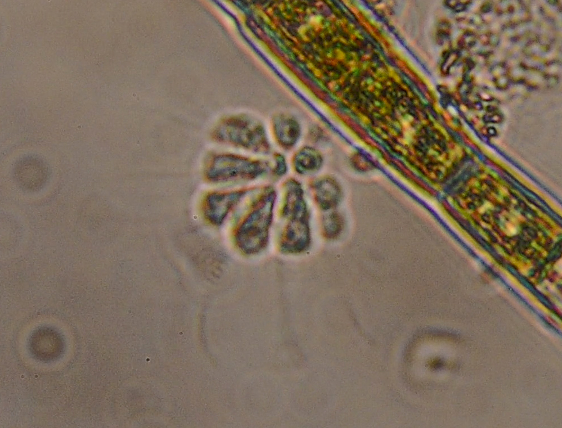 Anthophysa vegetans (O.F.Müller) Stein, 1878