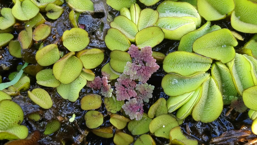 Feathered Mosquito Fern from Кумараком, Керала, Индия on January 07 ...