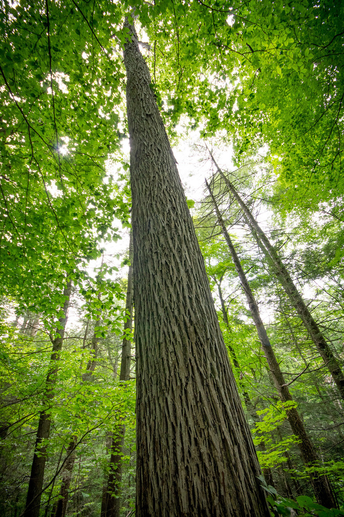 red hickory from Westchester County, NY, USA on August 8, 2017 at 01:08 ...