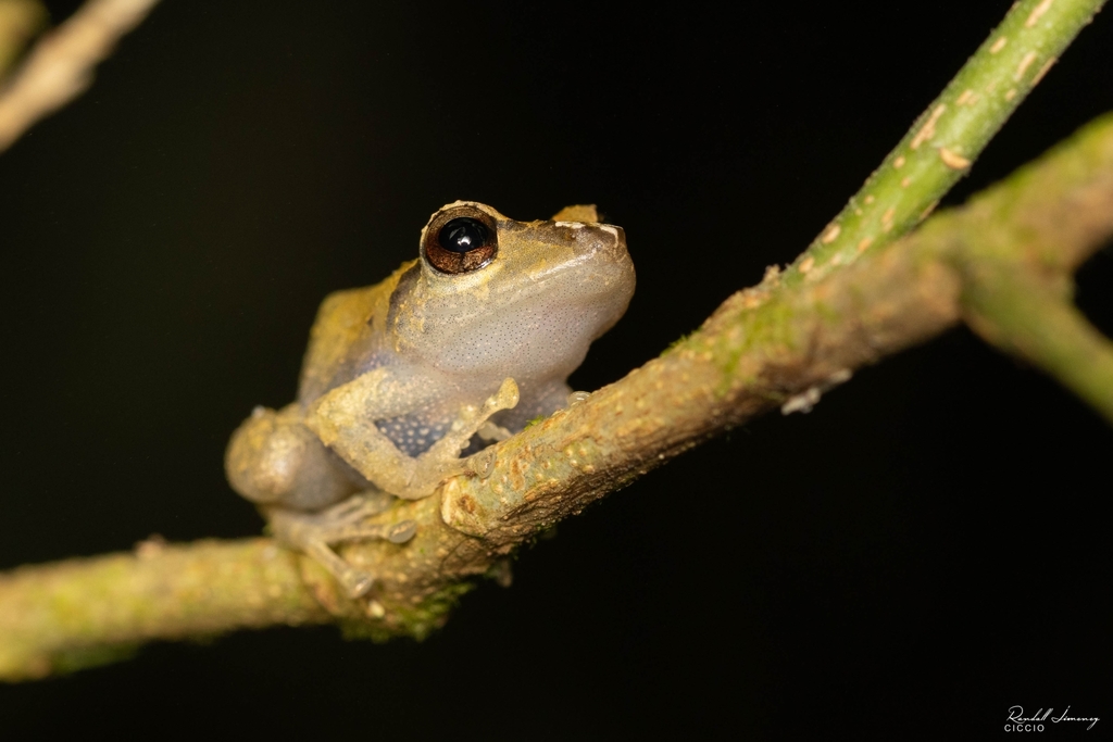Pygmy Rain Frog from Asociación Ambiental Finca Cántaros Environmental ...