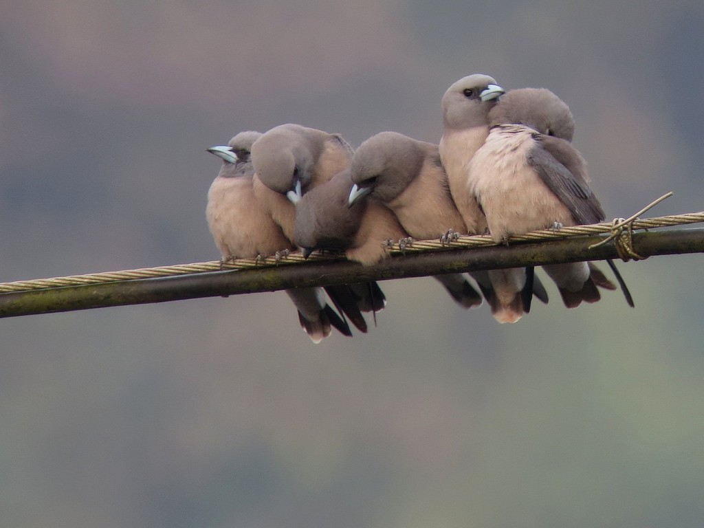 Woodswallows, Butcherbirds, Currawongs, and Peltops (Artamidae) - Avian ...