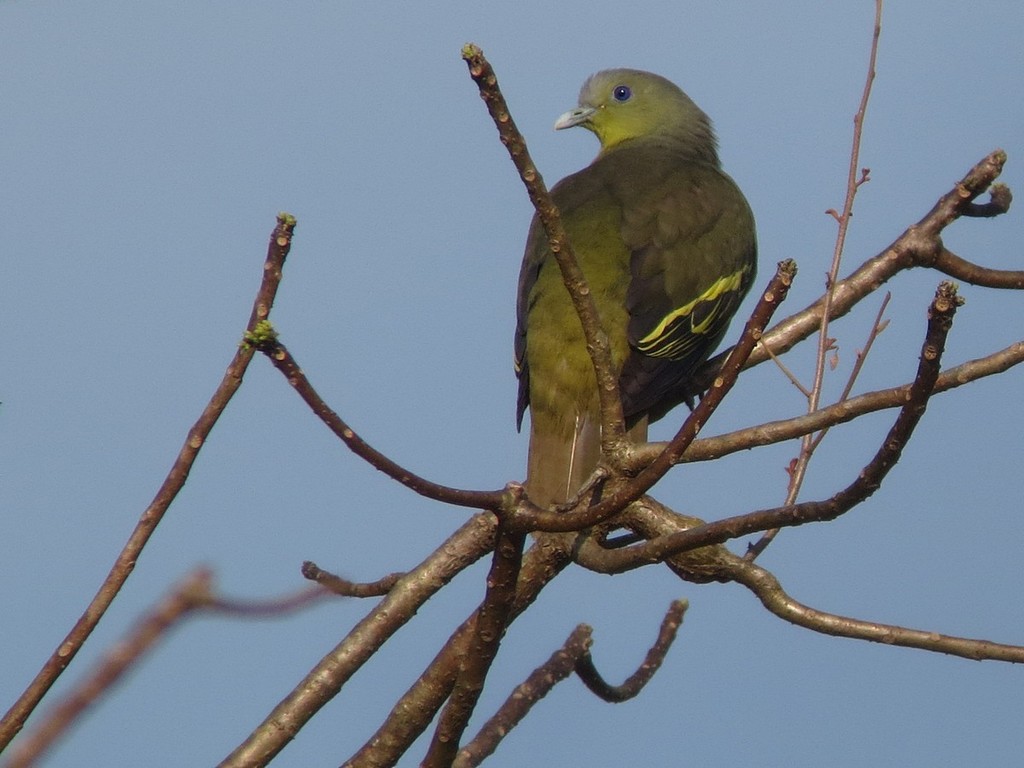 Gray-fronted Green-Pigeon (Treron affinis) - Avian Discovery