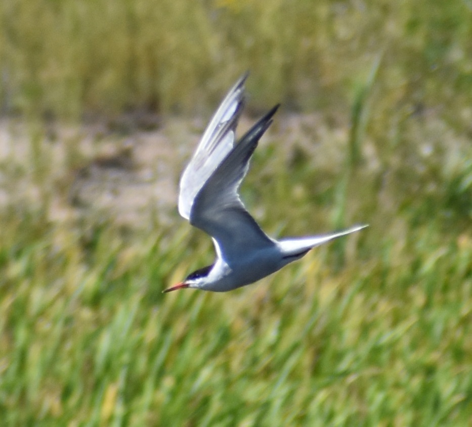 Common Tern from Zipple Bay State Park, Lake of the Woods County, MN ...