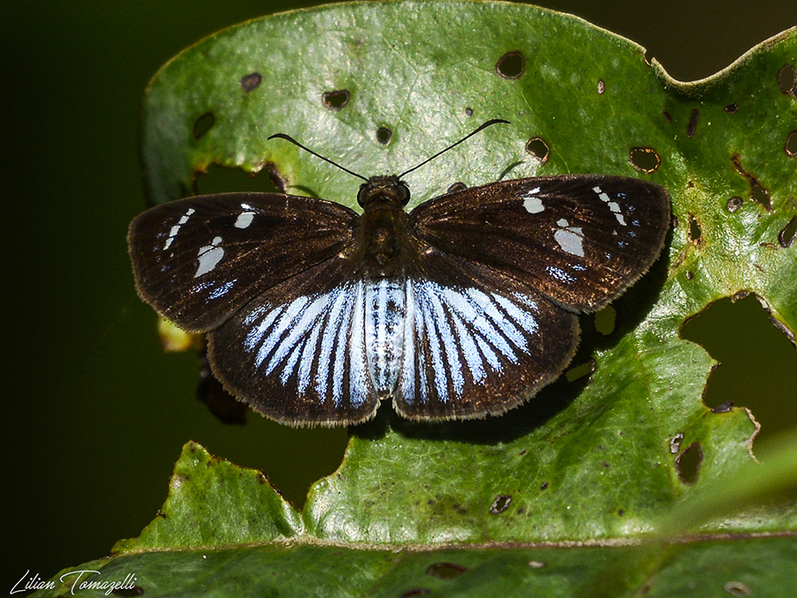 Pythonides jovianus from Feliz Natal MT on March 02, 2019 at 08:49 AM by Lilian Tomazelli ...