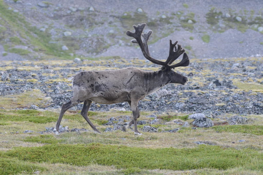 Mountain Reindeer (Rangifer tarandus tarandus) - Know Your Mammals