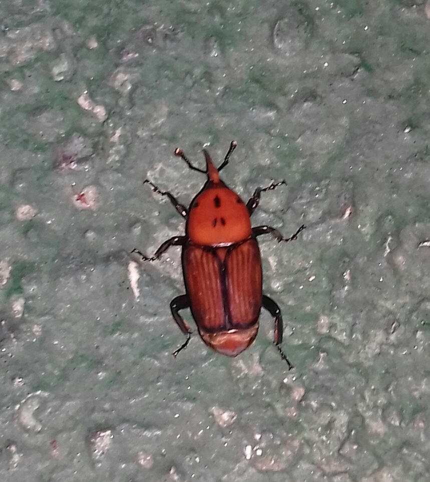 Red Palm Weevil from Gouvia 491 00, Greece on August 13, 2017 at 08:58 ...
