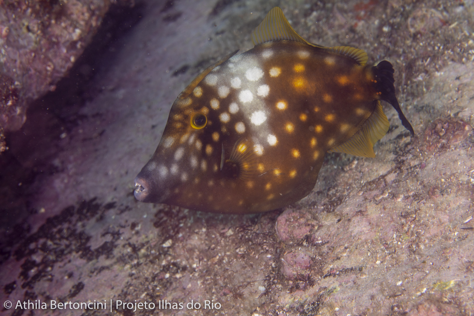 White Spotted Filefish