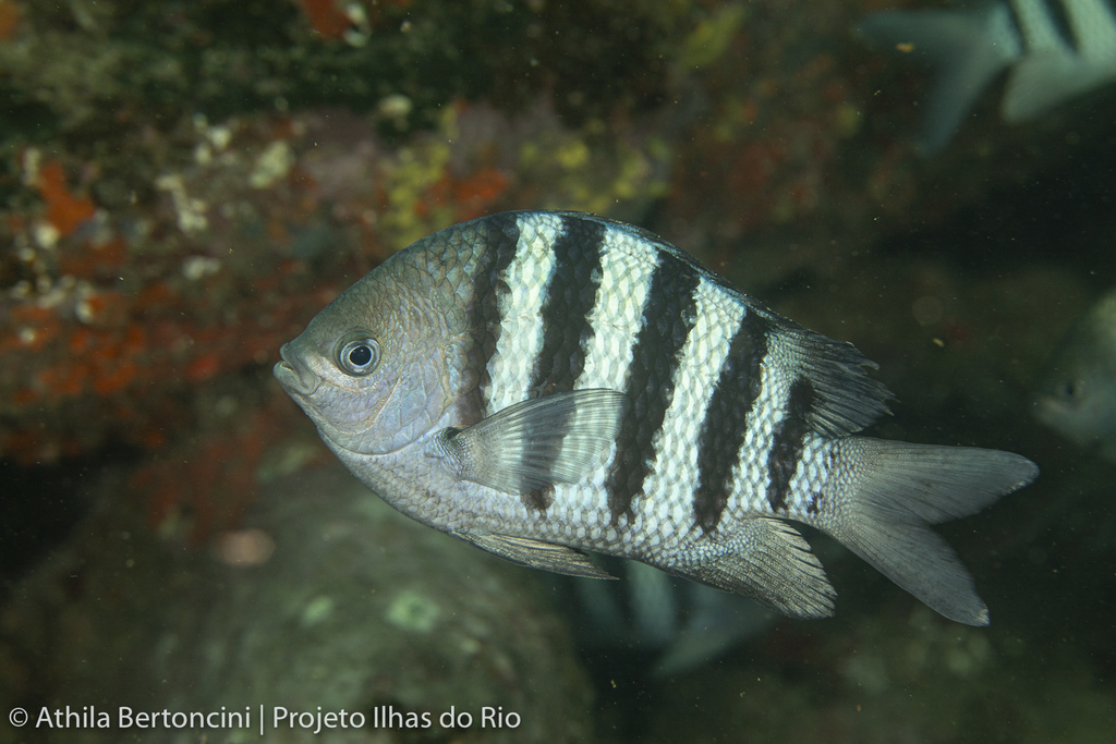 Atlantic Sergeant Major (Abudefduf saxatilis) - Marine Life Identification