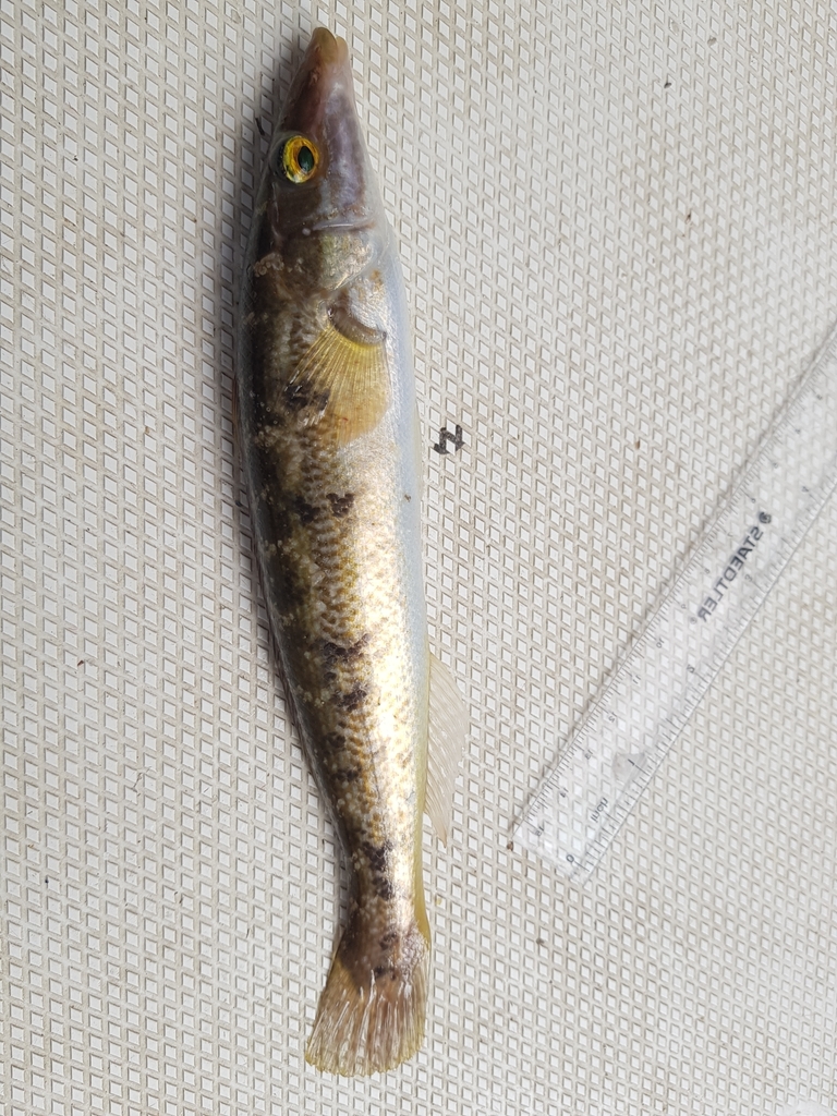 Blue Weed-whiting from Victoria, Australia on January 23, 2021 at 09:18 ...