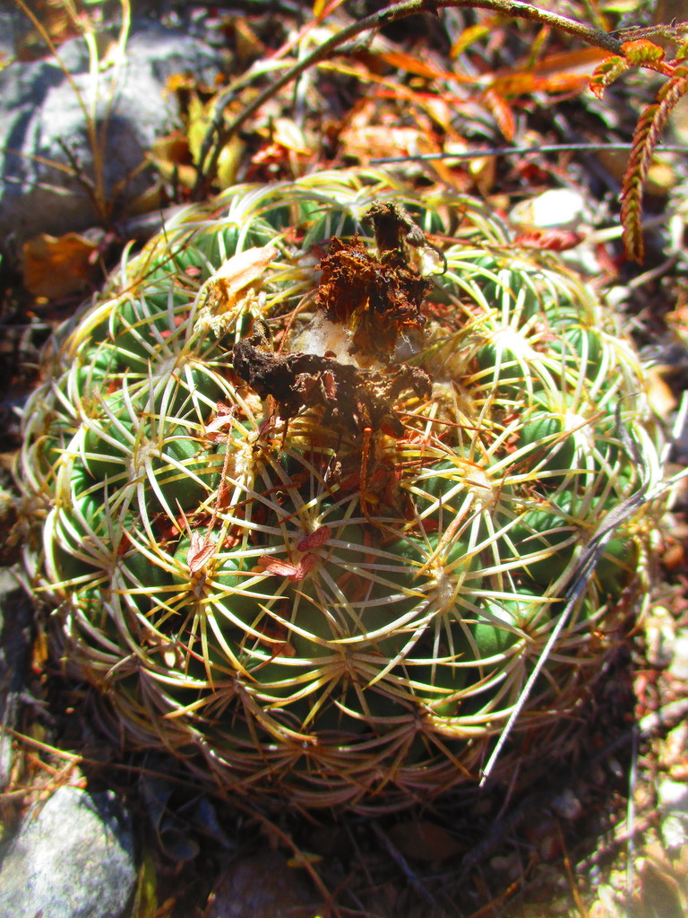 Coryphantha retusa in January 2021 by Canto Azul Tranzparente · iNaturalist