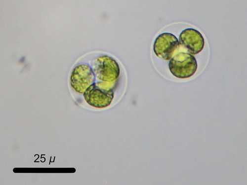 Genus Chlorobotrys · iNaturalist