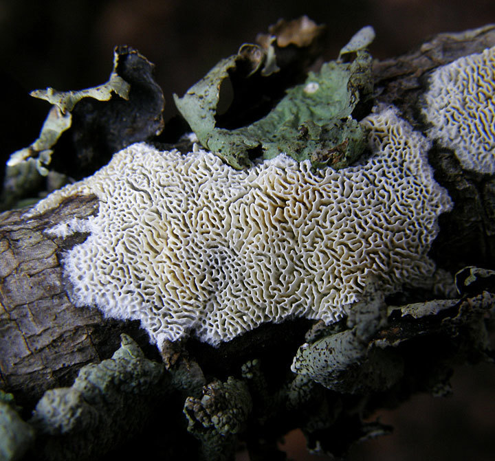 split porecrust from Heritage Park, Oconee Co., Georgia, USA on January ...