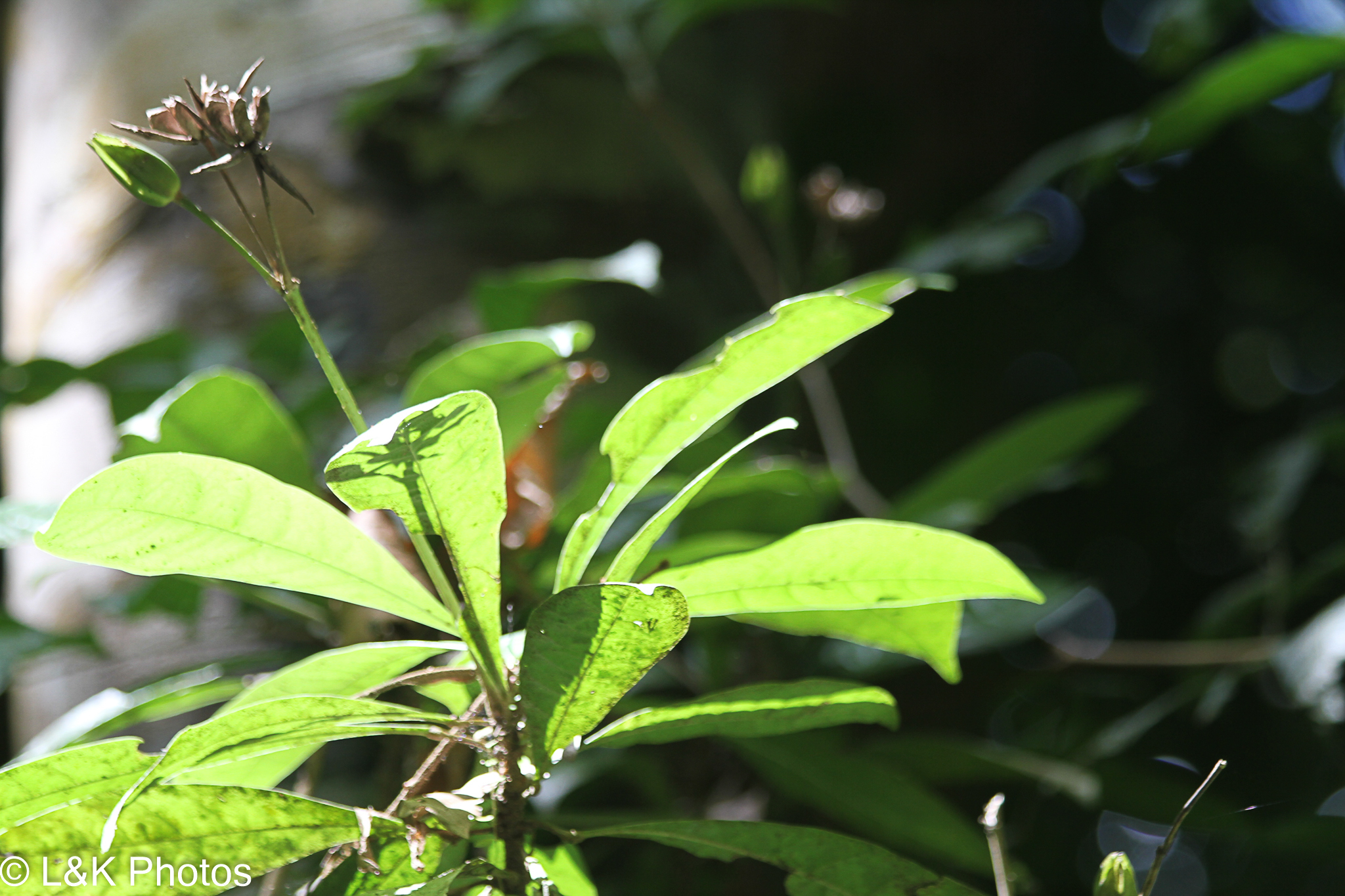 Erythrochiton gymnanthus Kallunki
