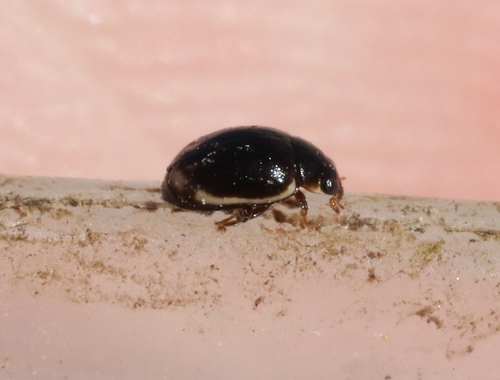 Hyperaspis dissoluta · iNaturalist United Kingdom