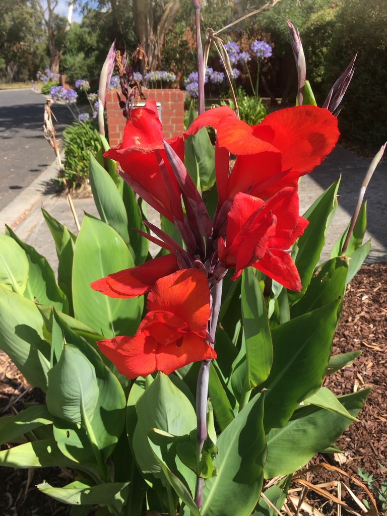 Canna Lilies from Grant Way, HMAS Cerberus, VIC, AU on January 23, 2021 ...