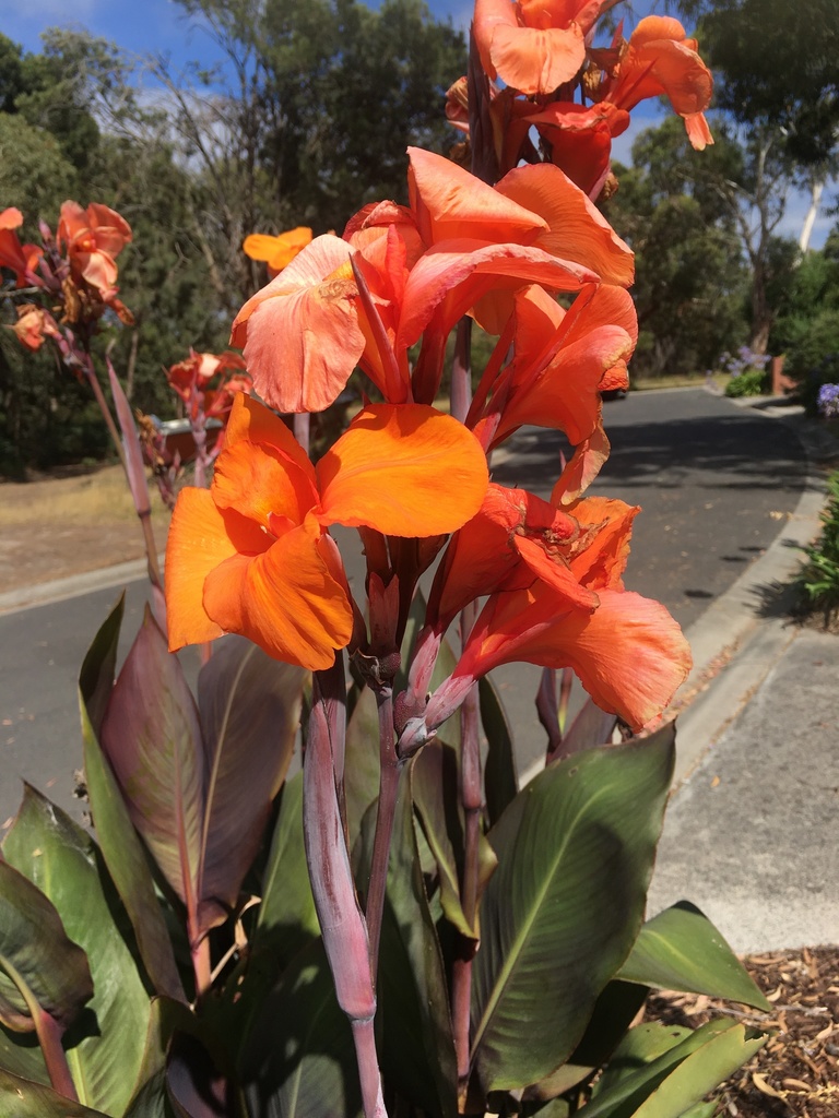 Canna Lilies from Grant Way, HMAS Cerberus, VIC, AU on January 23, 2021 ...