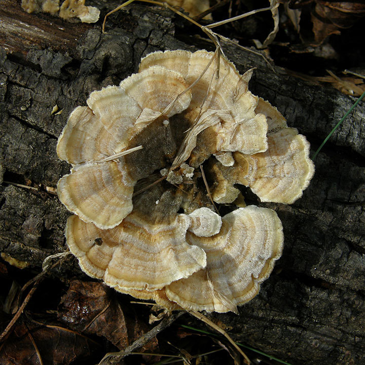 Trametes pubescens (A guide to the fungi of Austin and Travis County ...