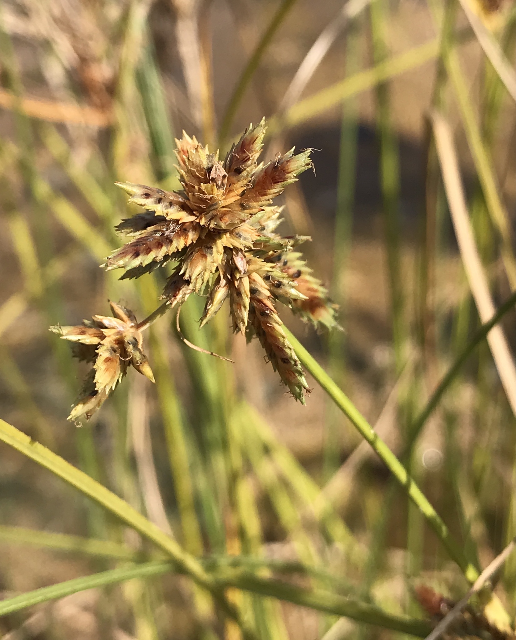 Cyperus elegans L.