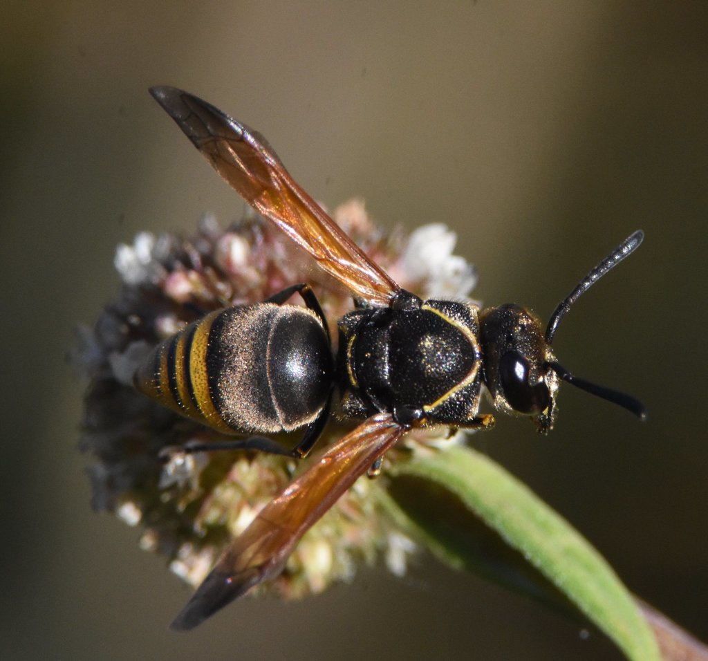 Keyhole Wasp from Country Club Section, Coral Gables, FL, USA on ...