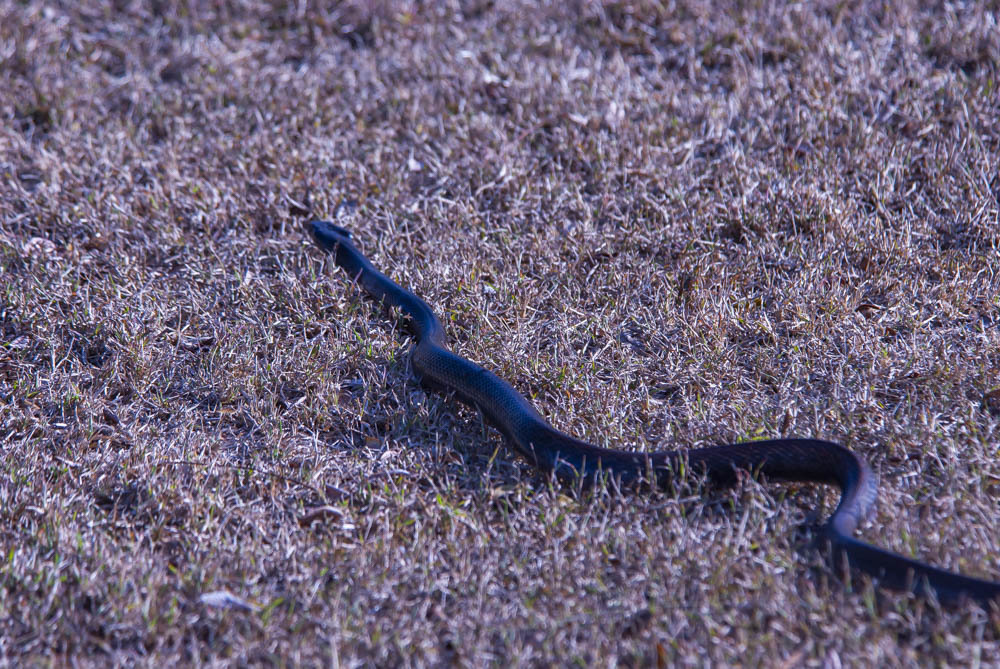 Papuan Taipan (Oxyuranus scutellatus canni) - Snakes and Lizards