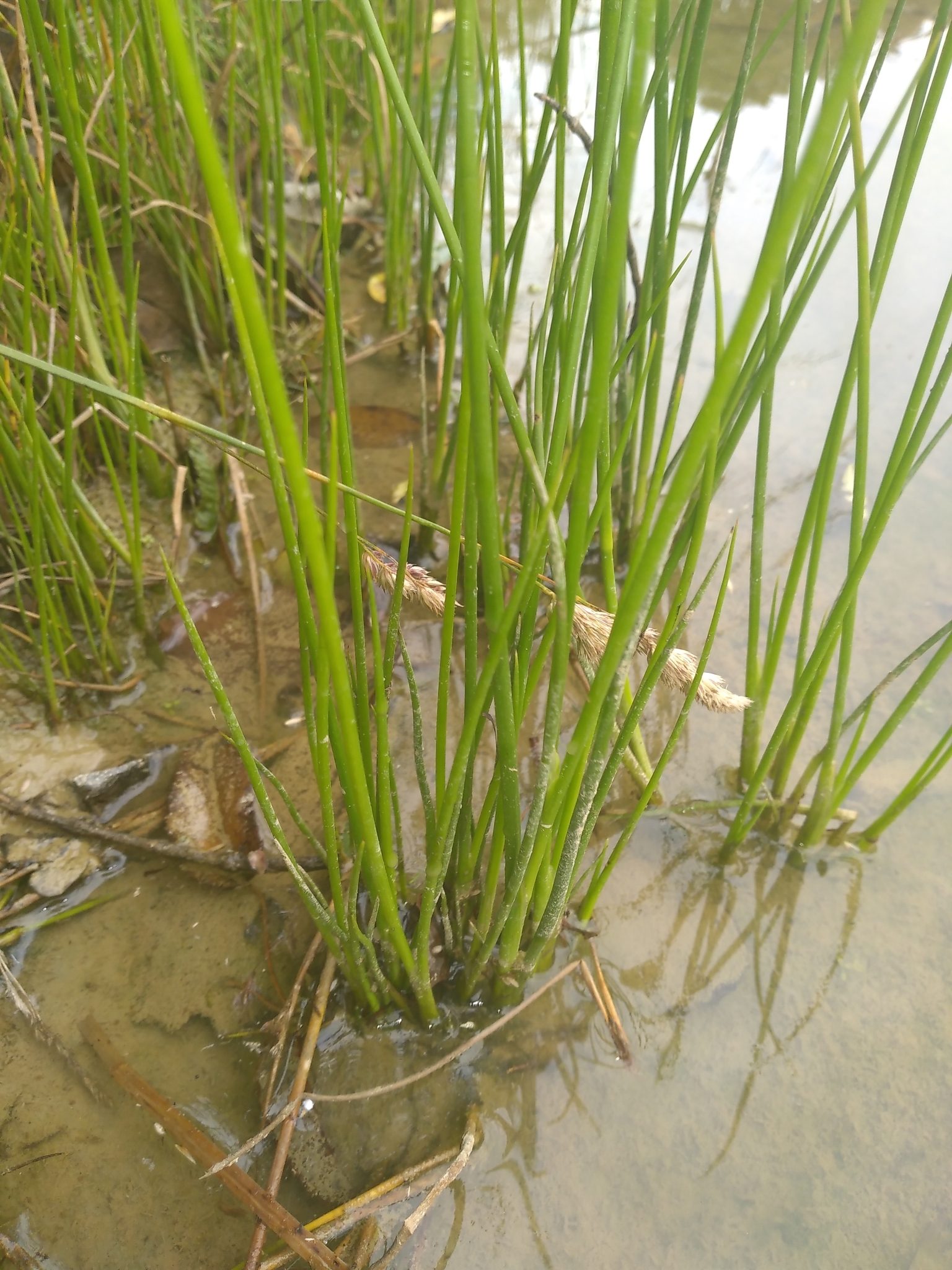 Juncus microcephalus Kunth