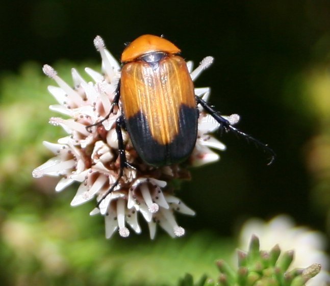 Nectar Scarabs from Albany WA 6330, Australia on December 13, 2005 by ...