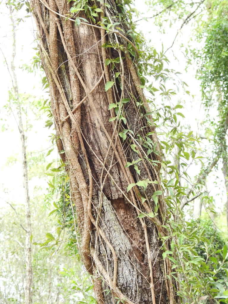 Catclaw vine from Talegalla Weir QLD 4650, Australia on January 23 ...
