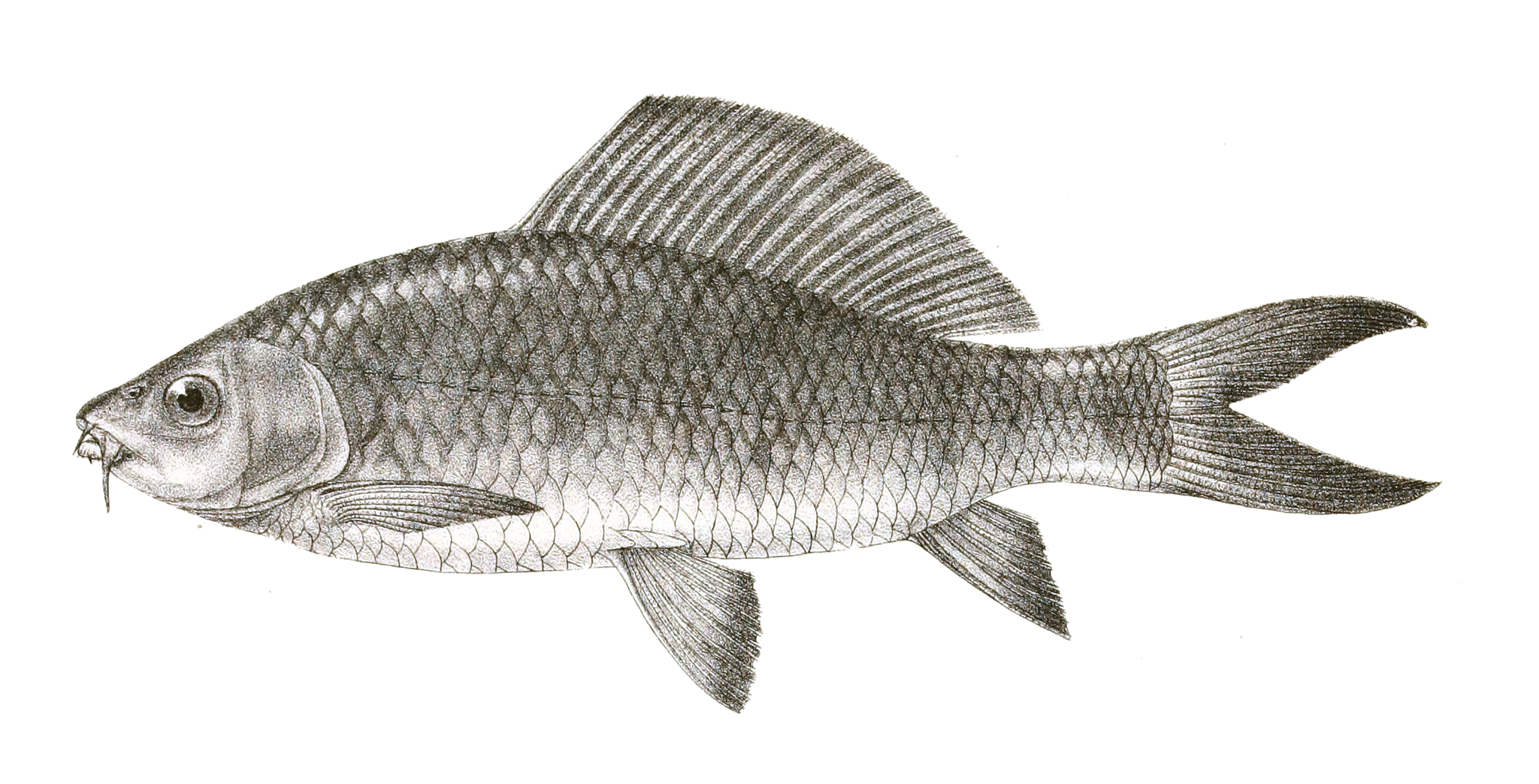 Labeo Rohita Drawing