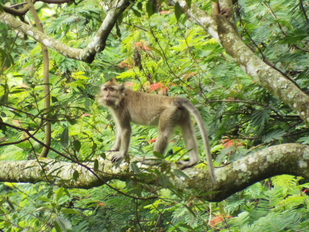 Long-tailed Macaque from West Bandung Regency, West Java, Indonesia on ...