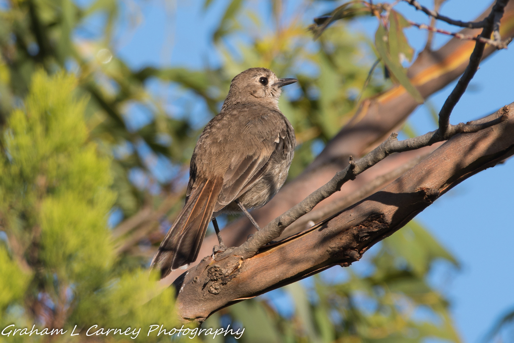 Southern Scrub-Robin from Rocky Gully SA 5254, Australia on January 23 ...