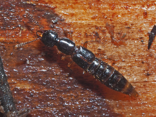 Atrecus pilicornis · iNaturalist