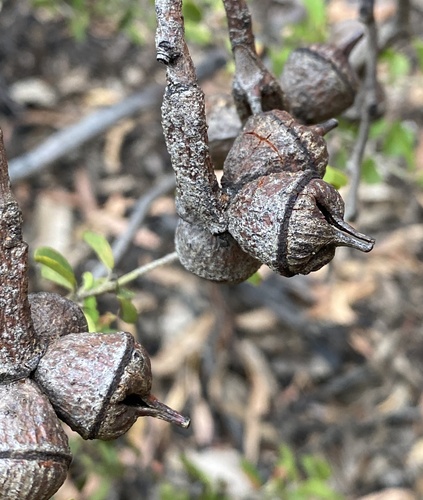 Stirling Range Yate (Eucalyptus talyuberlup) · iNaturalist