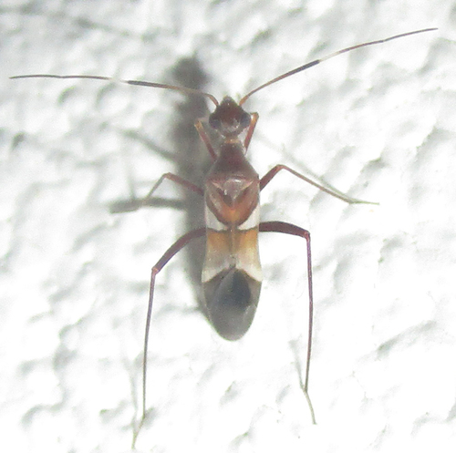 Skukuza slateri · iNaturalist